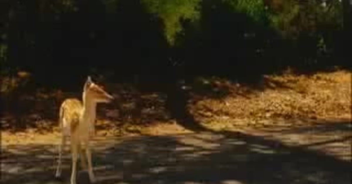 David Lynch's PS2 Commercial - Bambi - 4:3